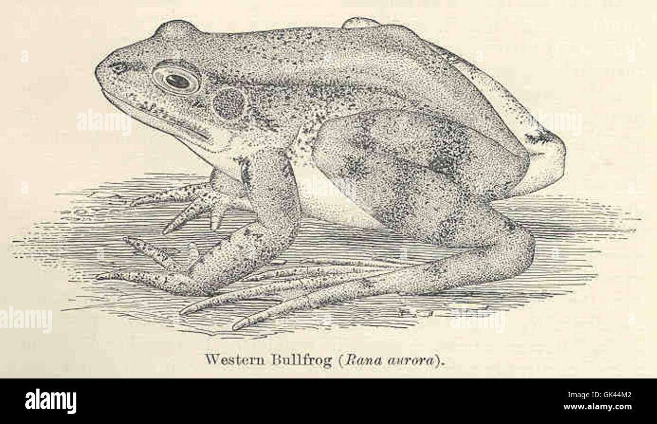 Lithobates catesbeianus reproduction hi-res stock photography and ...