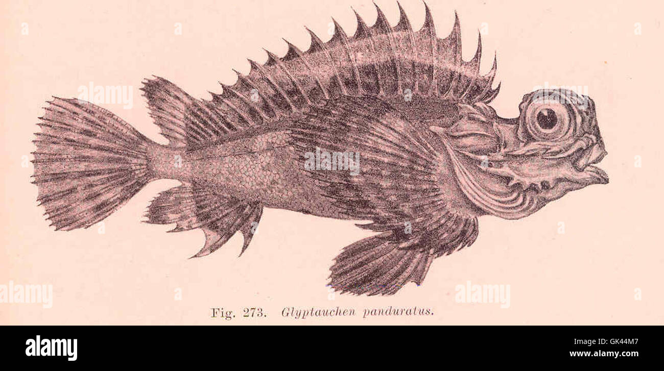 Glyptauchen panduratus is a species of fish belonging to the family ...