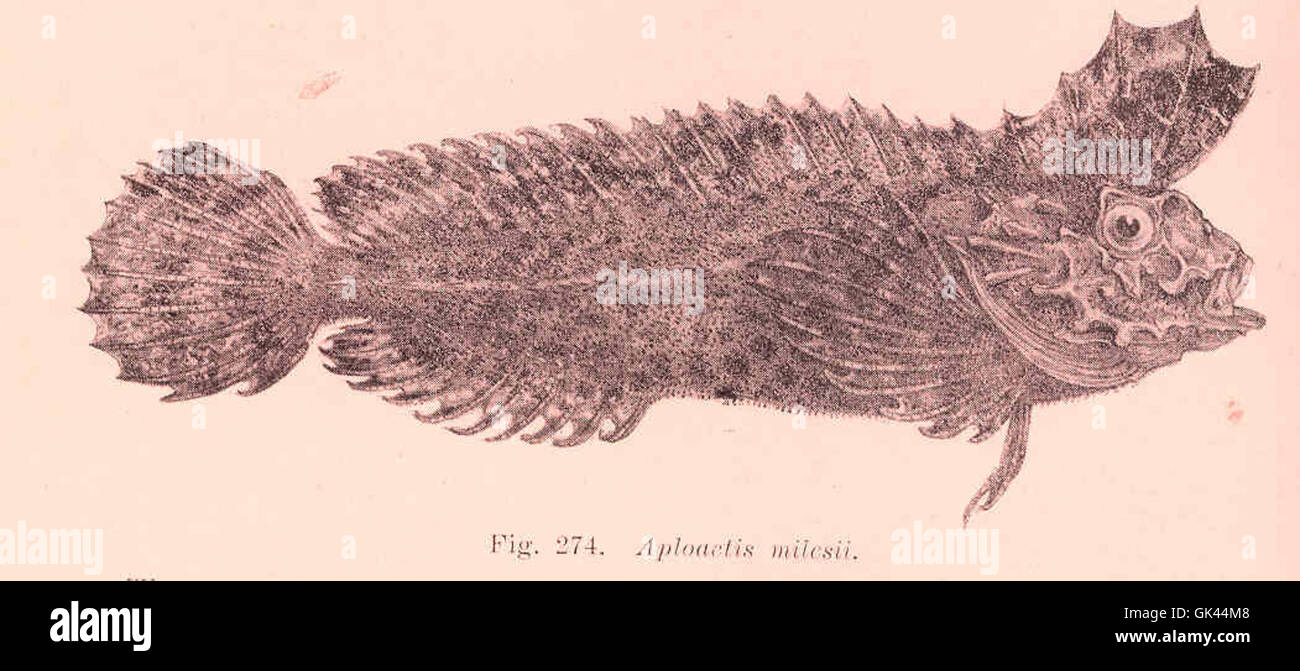 Spiny finned marine fish hi-res stock photography and images - Alamy