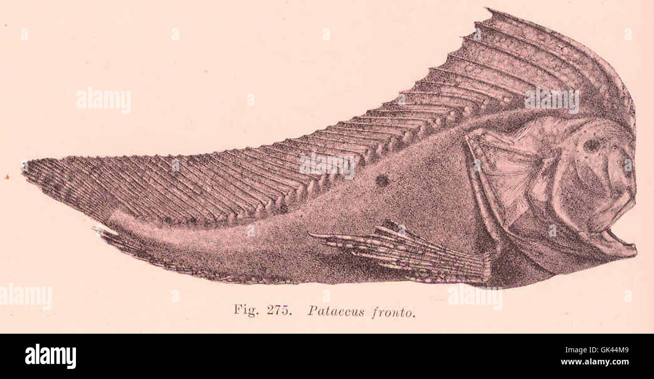 Fronto hi-res stock photography and images - Alamy