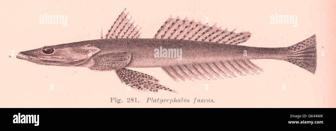 Platycephalus fuscus hi-res stock photography and images - Alamy