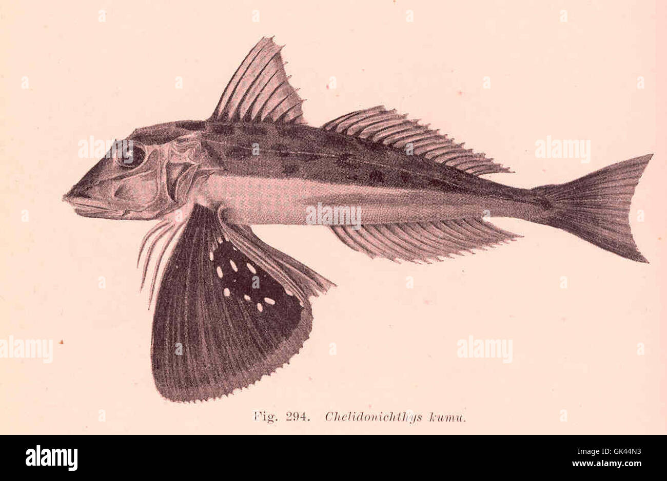 Chelidonichthys kumu hi-res stock photography and images - Alamy