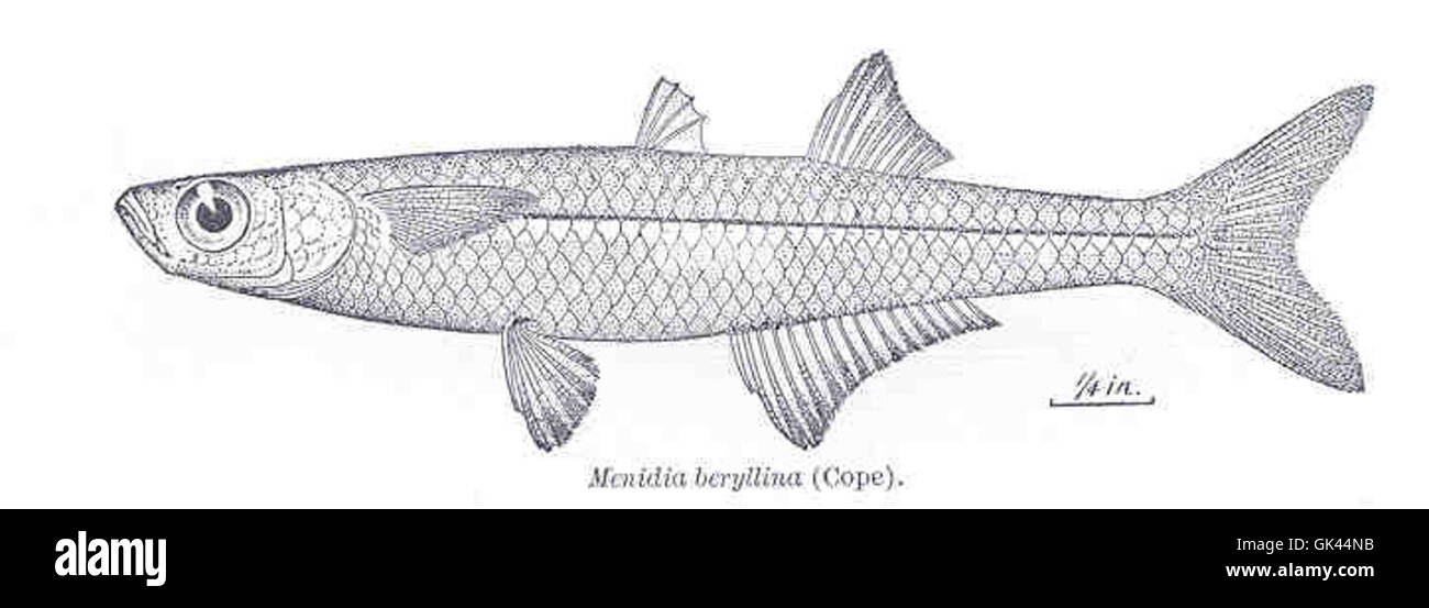 33838 Menidia beryllina (Cope Stock Photo - Alamy
