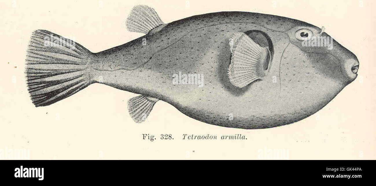 Tetraodon armilla hi-res stock photography and images - Alamy