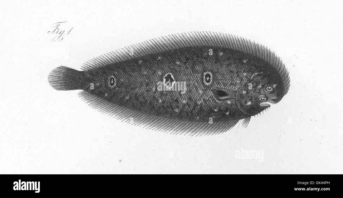 Triophthalmus hi-res stock photography and images - Alamy