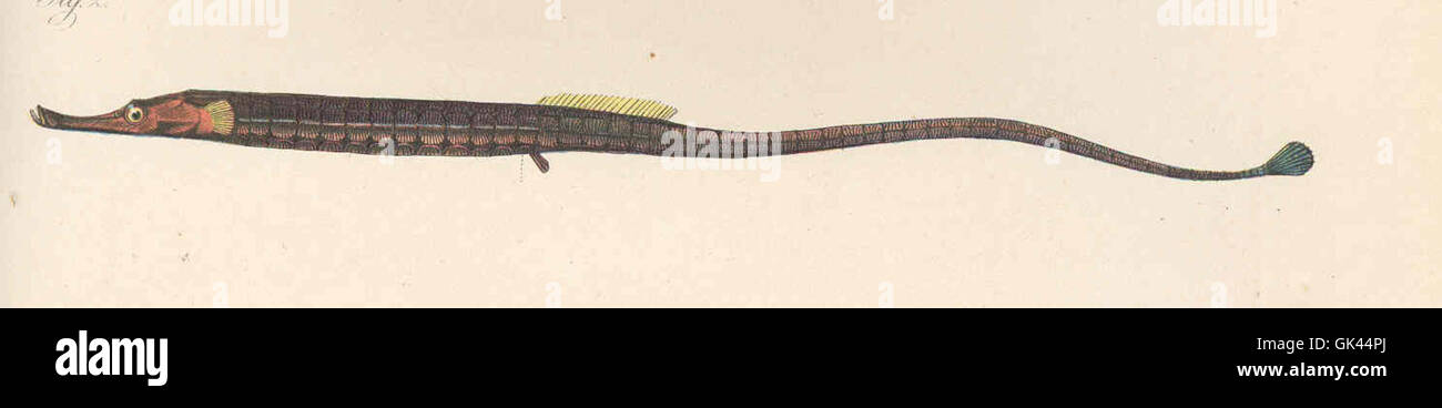 Kaupi hi-res stock photography and images - Alamy