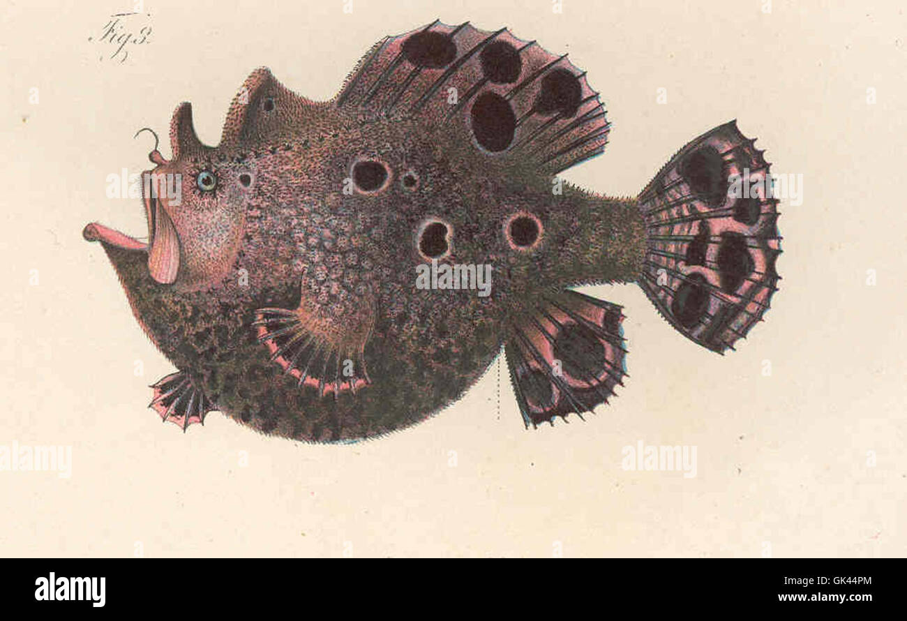 A specimen of Antennarius camplyacanthus, a species of anglerfish known ...