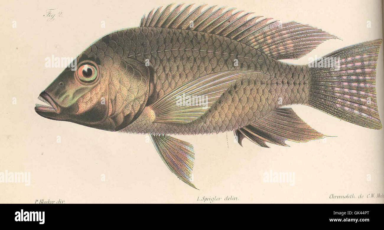 *Melanogenes macrocephalus* is a species of fish known for its large ...