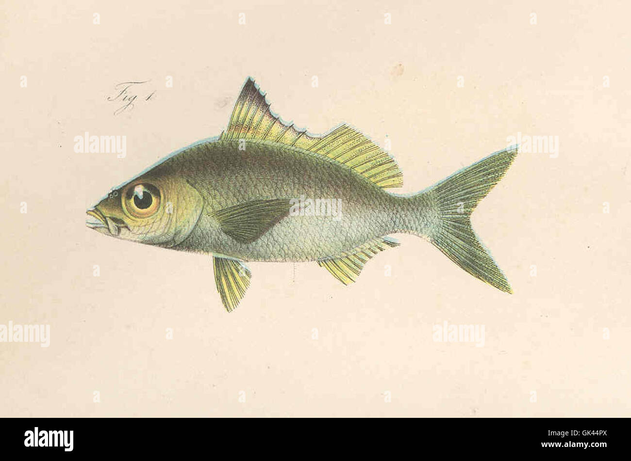 Gerres hi-res stock photography and images - Alamy