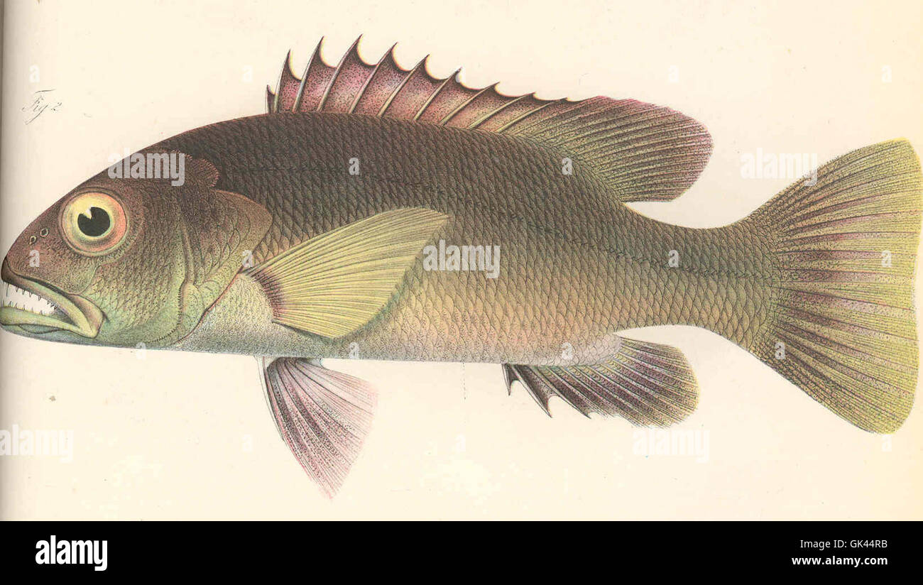 Blackfin snapper hi-res stock photography and images - Alamy