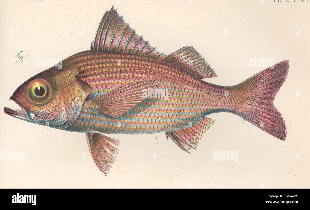 Macrophthalmus hi-res stock photography and images - Alamy
