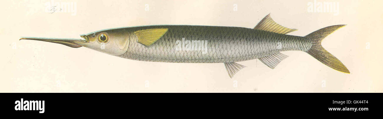 Hemiramphus species hi-res stock photography and images - Alamy