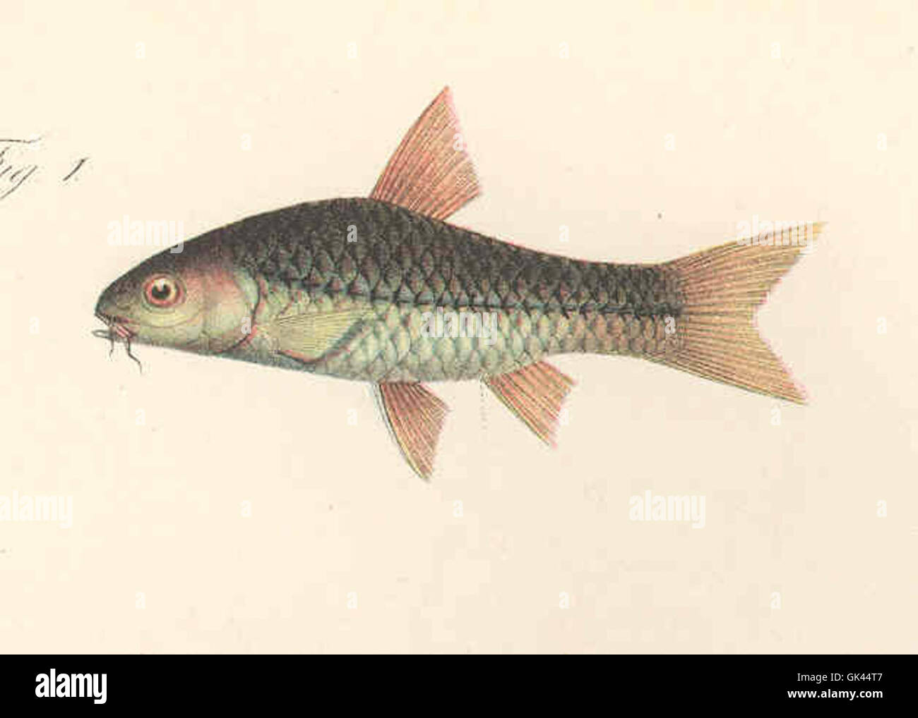 45846 Puntius (Barbodes) ablabes Stock Photo - Alamy