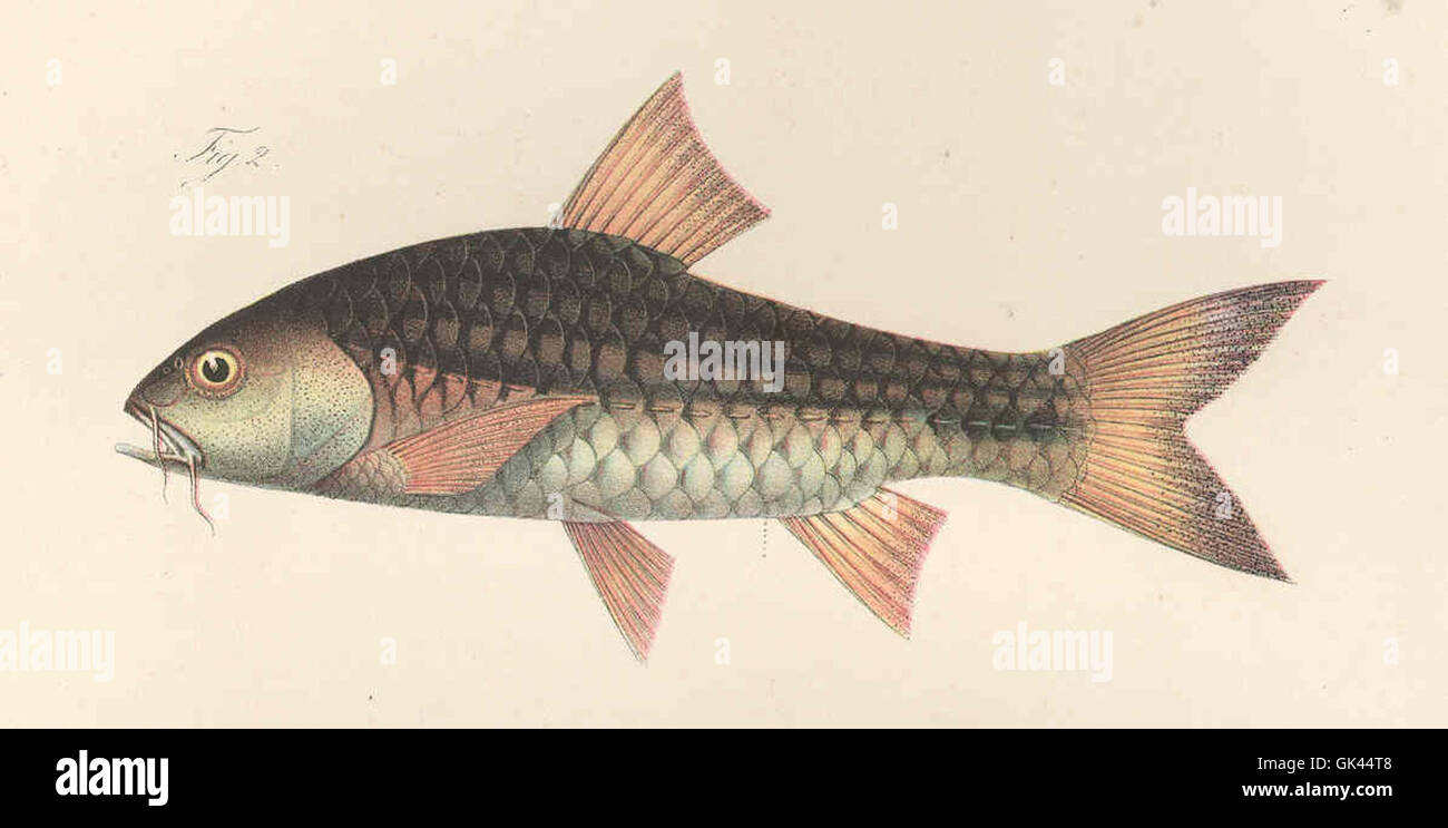 45847 Puntius (Barbodes) camtacanthus Stock Photo - Alamy