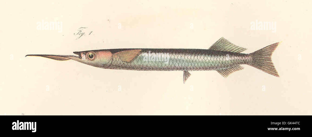 Hemiramphus species hi-res stock photography and images - Alamy