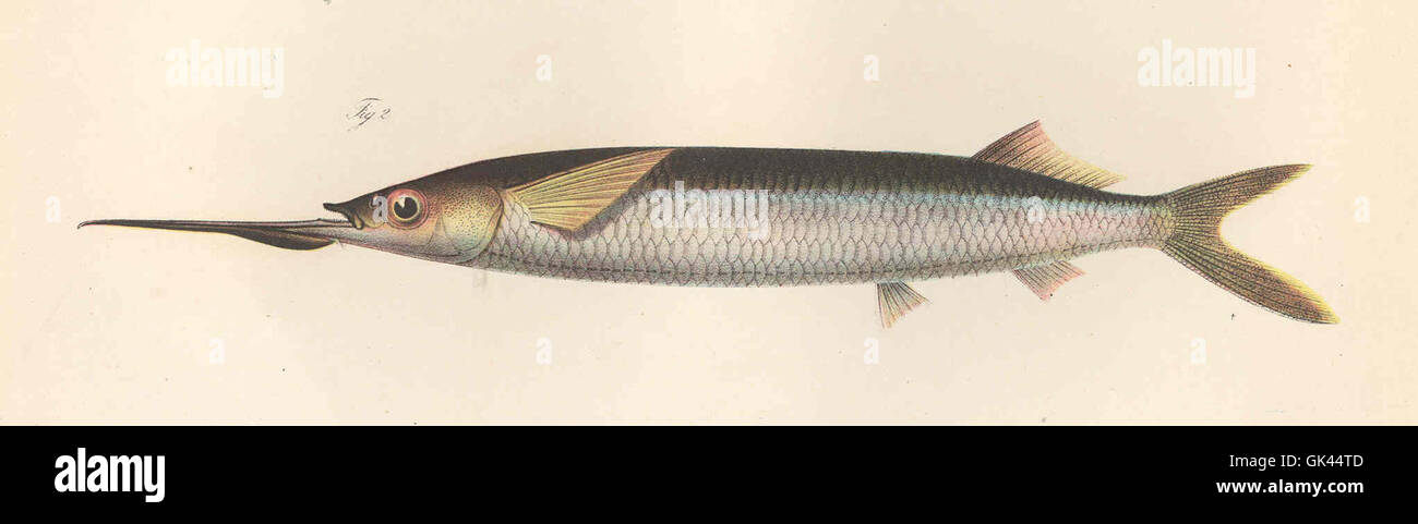Hemiramphus species hi-res stock photography and images - Alamy