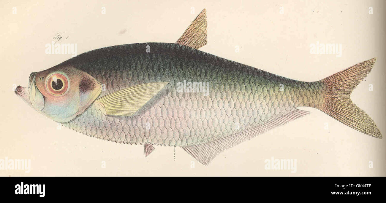 Pellona africana hi-res stock photography and images - Alamy