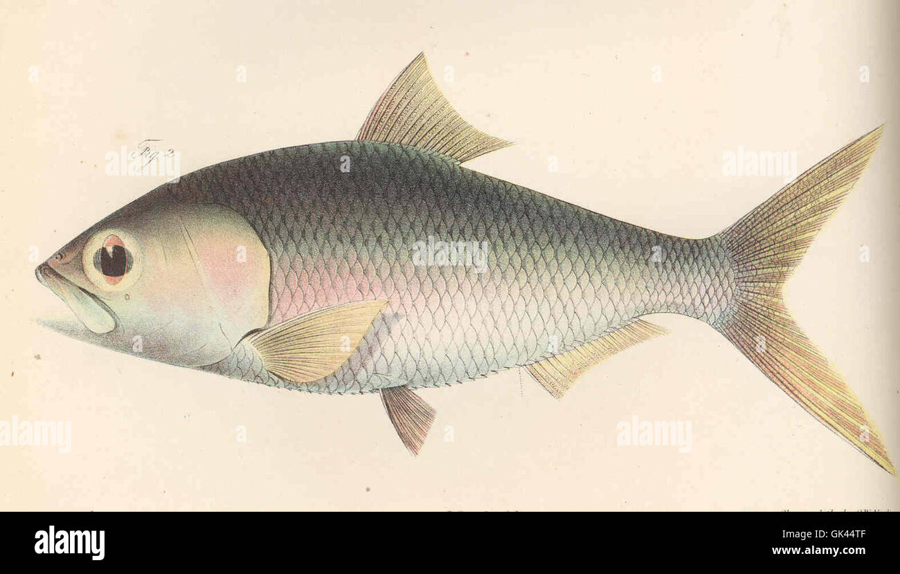 45854 Alausa platycephalus Stock Photo - Alamy