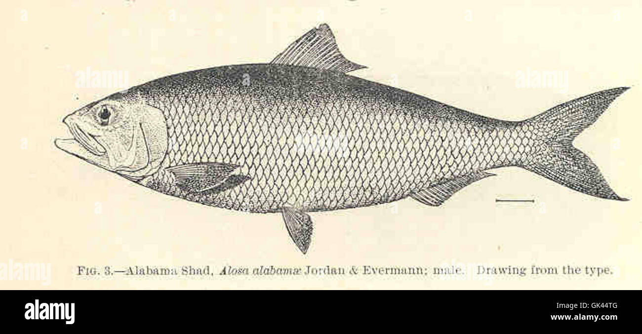 The Alabama Shad is a species of fish native to the southeastern United ...