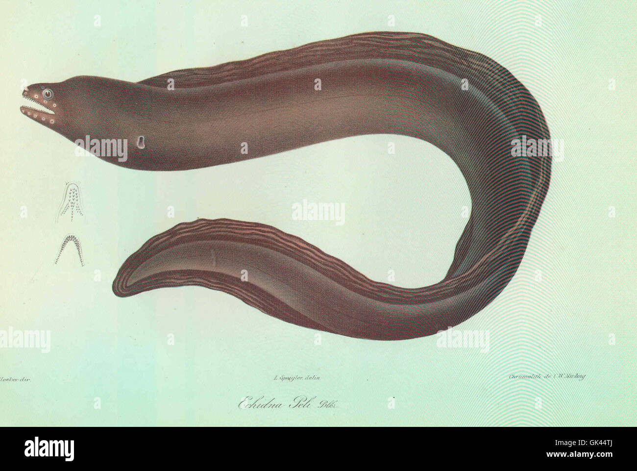 45856 Gymnothorax peli Stock Photo - Alamy