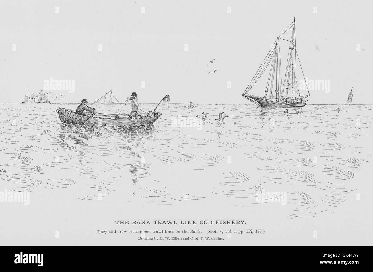 The bank trawl-line cod fishery involves using a trawl line to catch ...