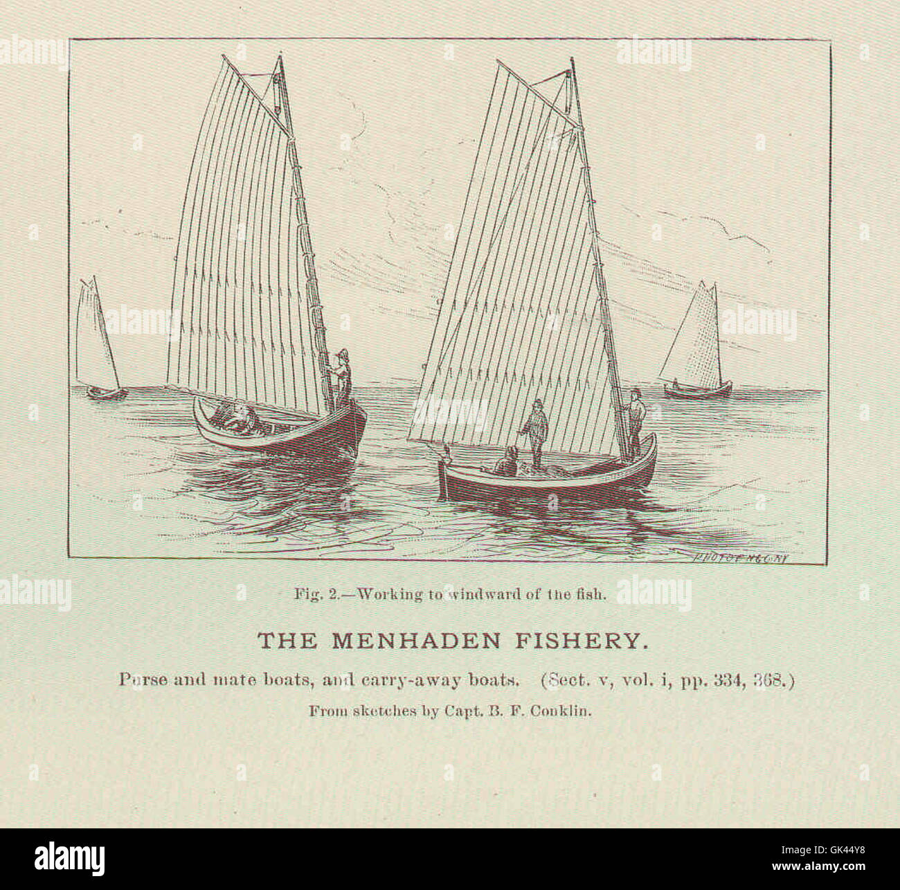 The Menhaden fishery is a vital industry, particularly along the ...