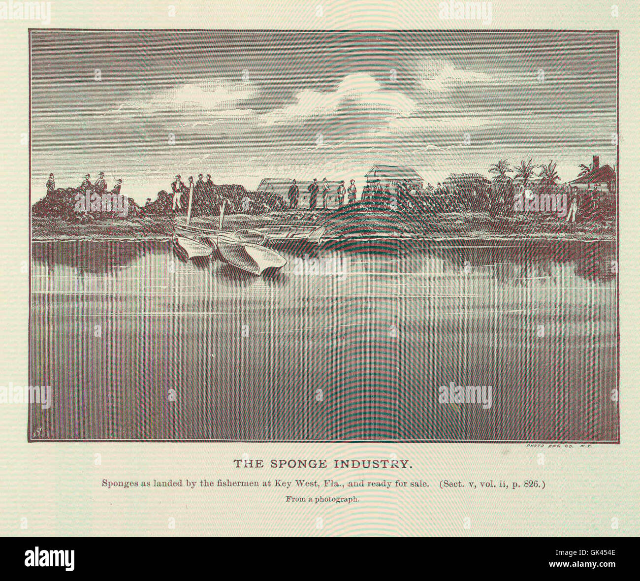 The sponge industry involves the harvesting and processing of sponges ...