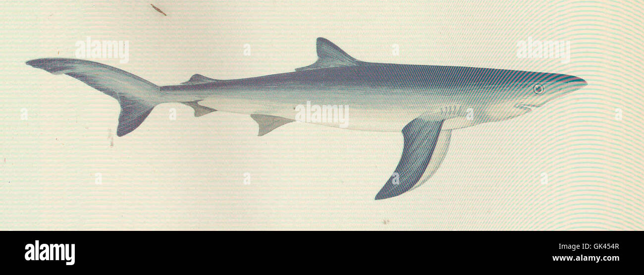 Blue shark (prionace glauca) hi-res stock photography and images - Alamy