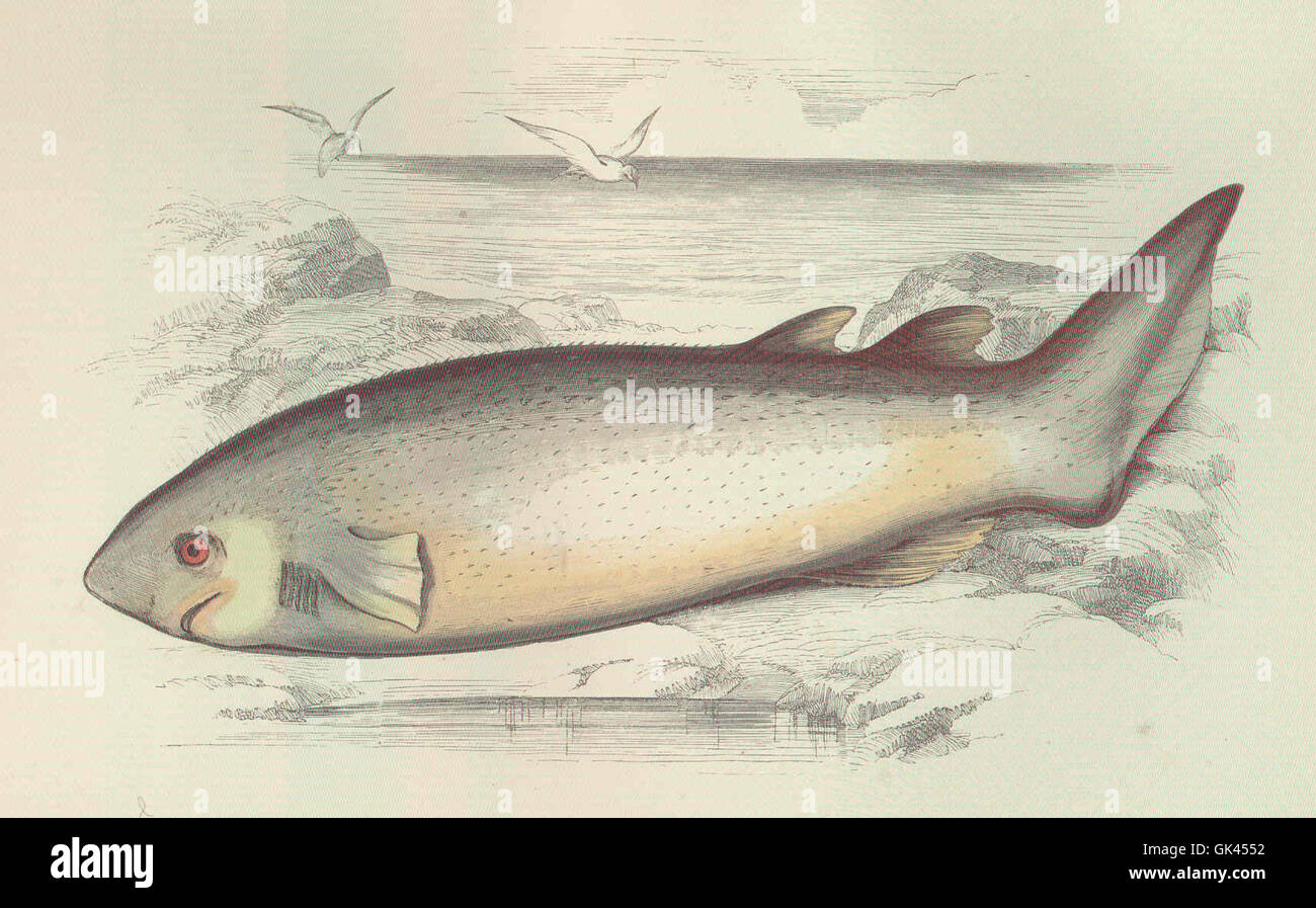 Spiny dorsal fin hi-res stock photography and images - Alamy