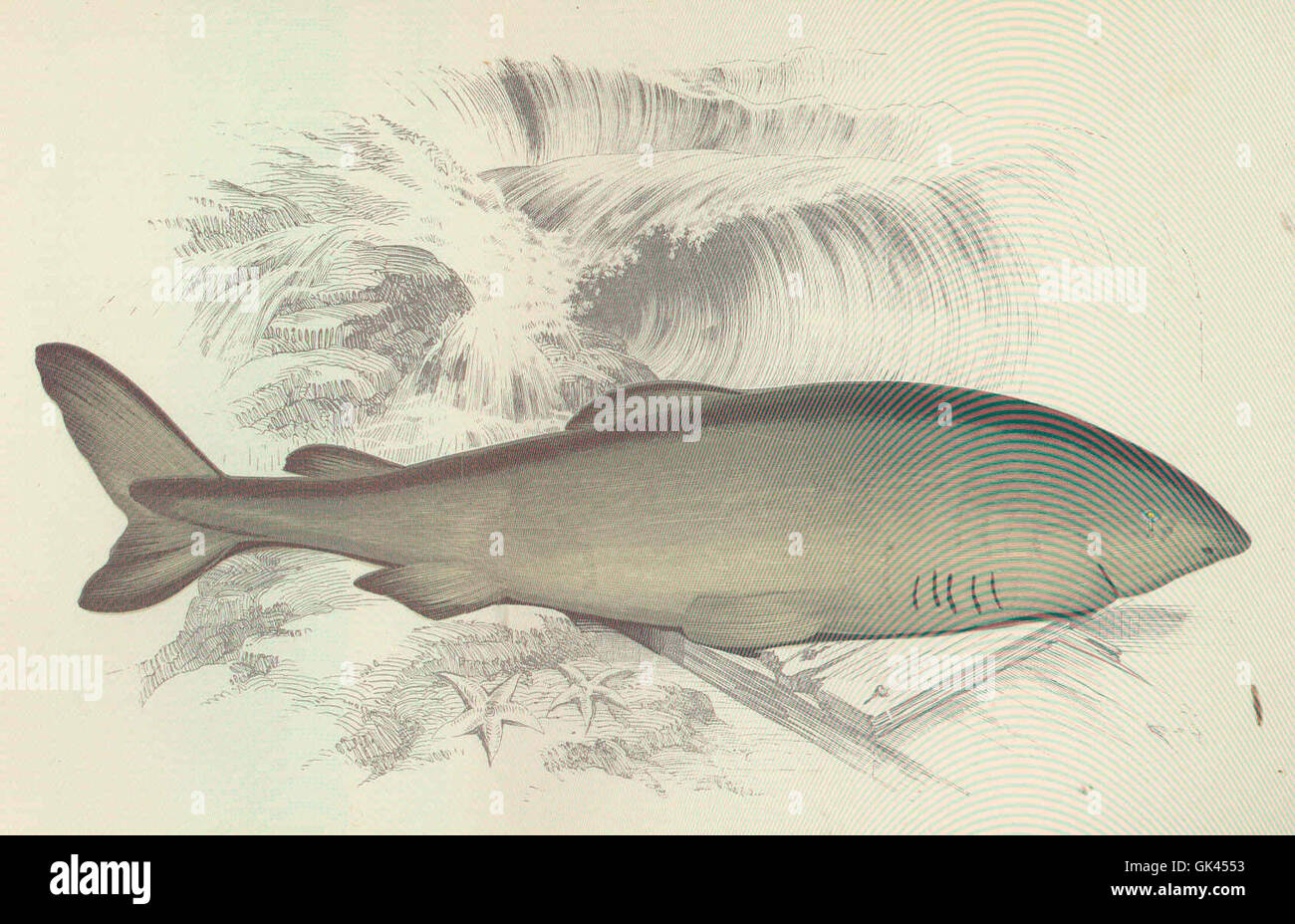 Greenland Shark High Resolution Stock Photography and Images - Alamy