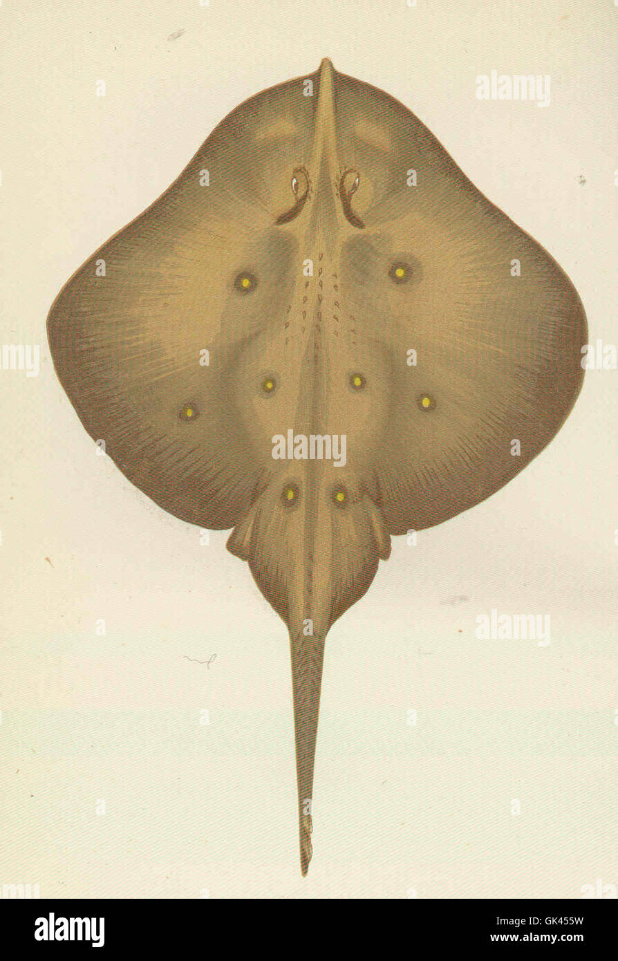 The Sandy Ray is a species of ray fish found along coastal waters ...