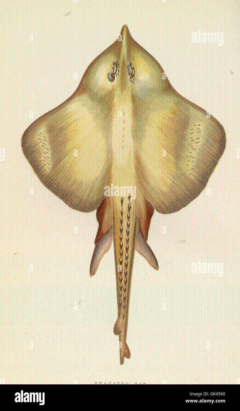 Shagreen ray hi-res stock photography and images - Alamy