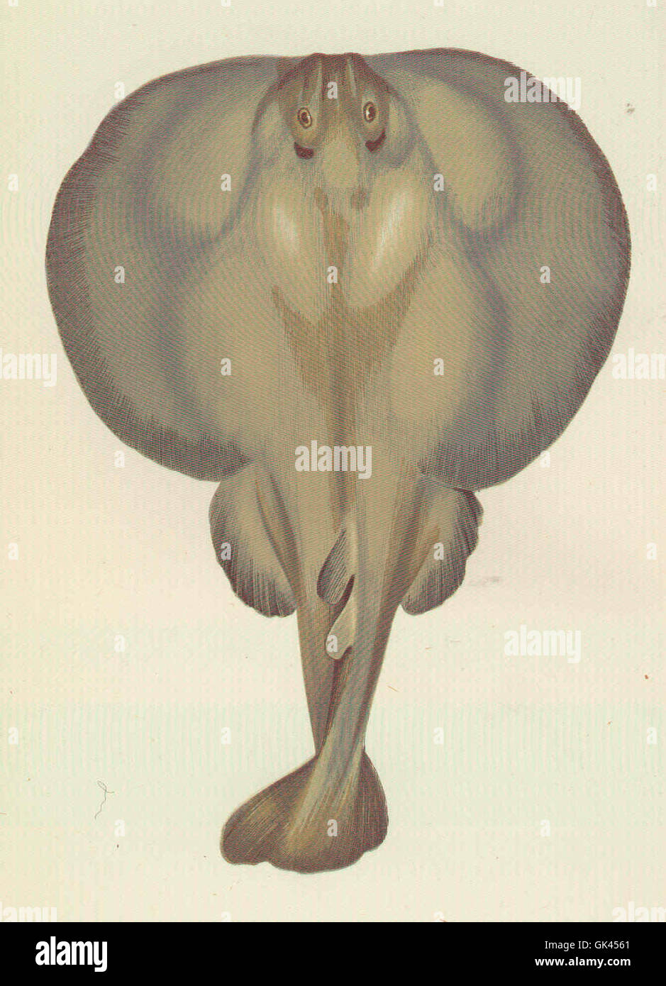 A torpedo is a self-propelled weapon used in naval warfare. It is ...