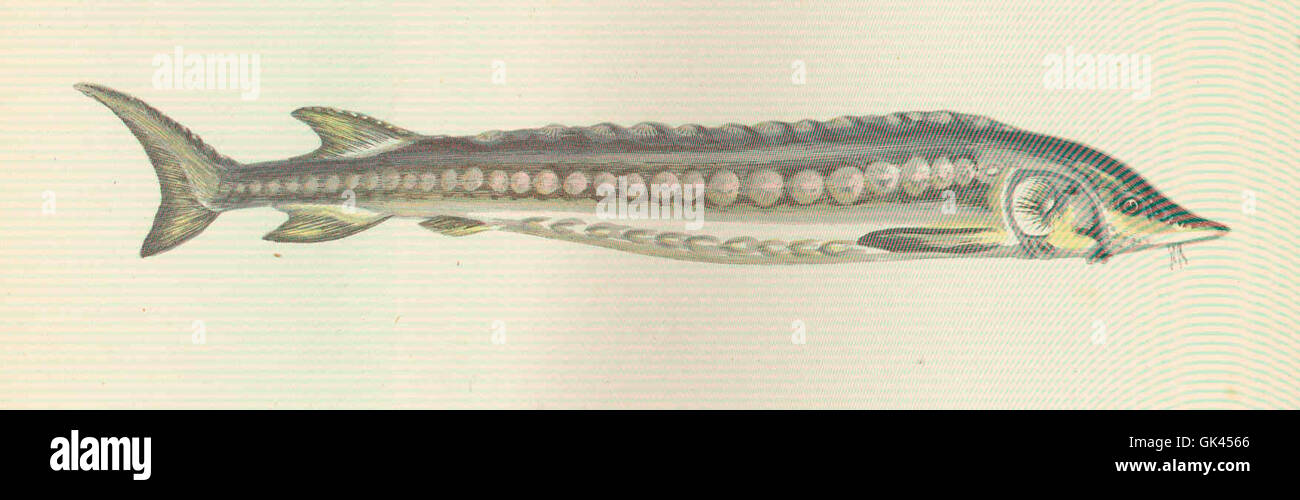 Sturgeon Drawing Stock Photos & Sturgeon Drawing Stock Images - Alamy