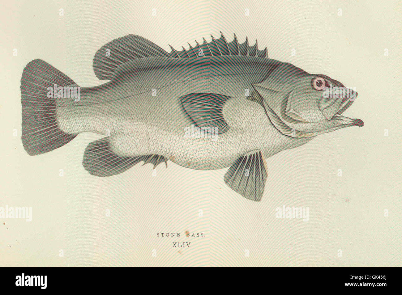 Robust underwater habitat hi-res stock photography and images - Alamy