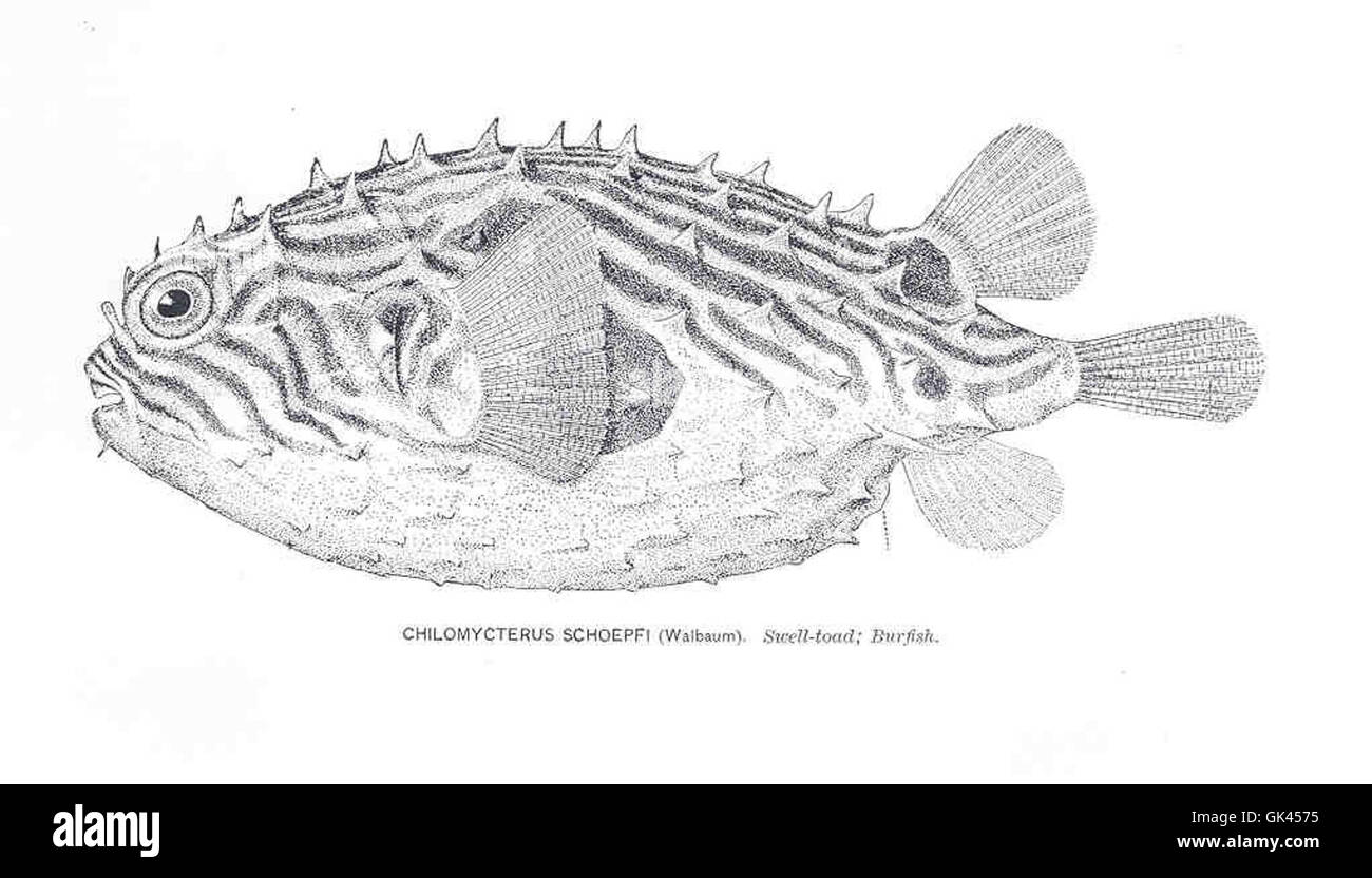 Pufferfish species hi-res stock photography and images - Alamy