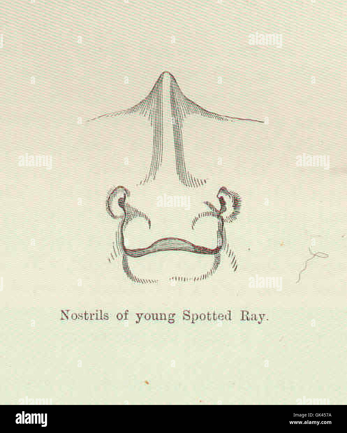 The nostrils of a young Spotted Ray (ID 46090) are shown, highlighting ...