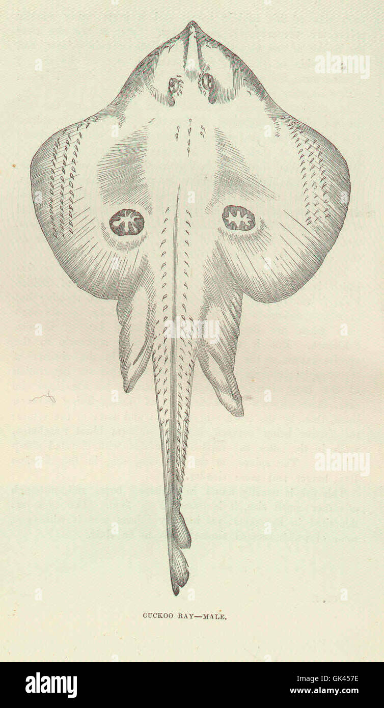 Map of cuckoo hi-res stock photography and images - Alamy