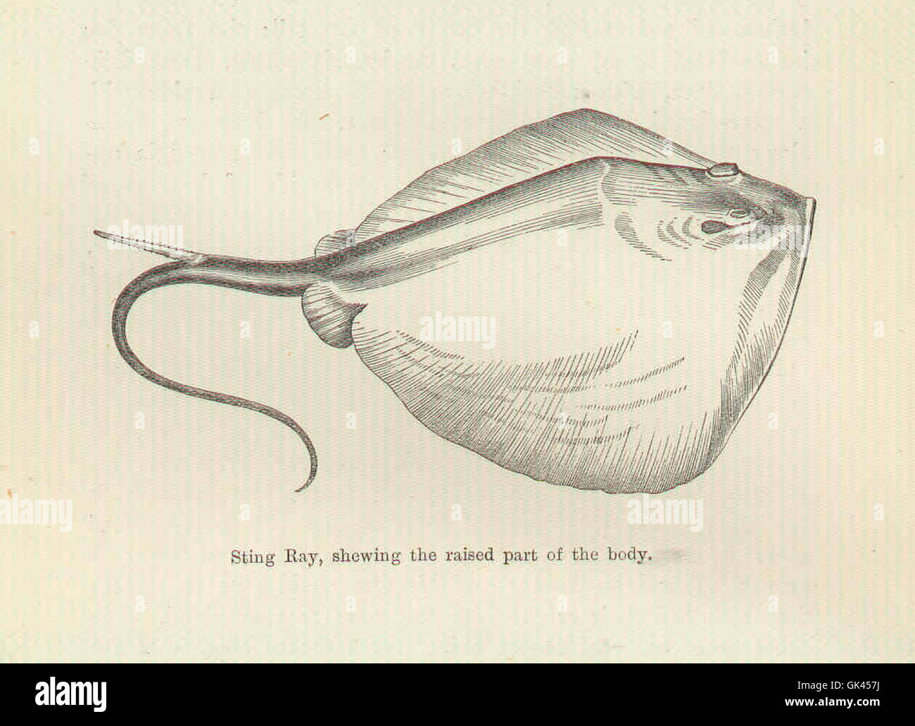 A stingray, showing the raised part of its body, typically observed ...