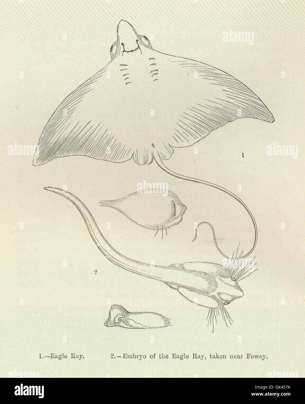 The Eagle Ray is a species of ray known for its large pectoral fins ...