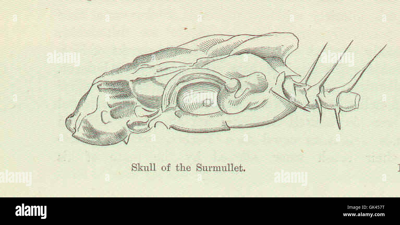The skull of the surmullet, a type of marine fish, is shown in detail ...