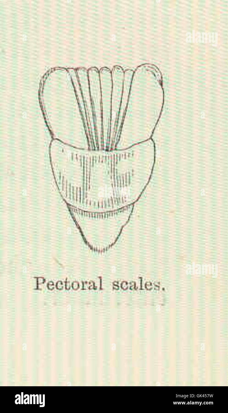 The image shows pictorial scales of the Surmullet, a species of fish ...
