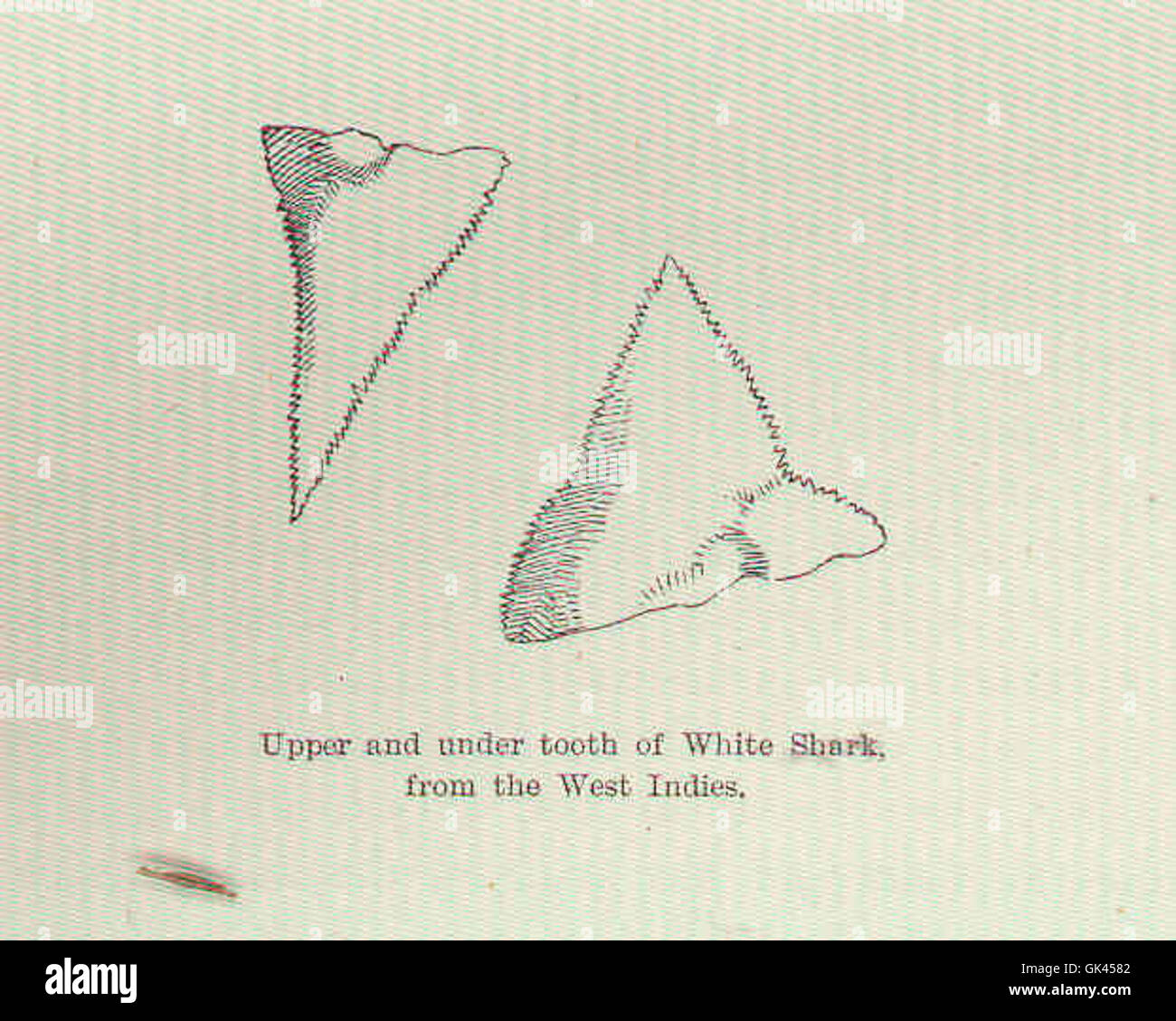 The upper and under teeth of a White Shark (Carcharodon carcharias ...