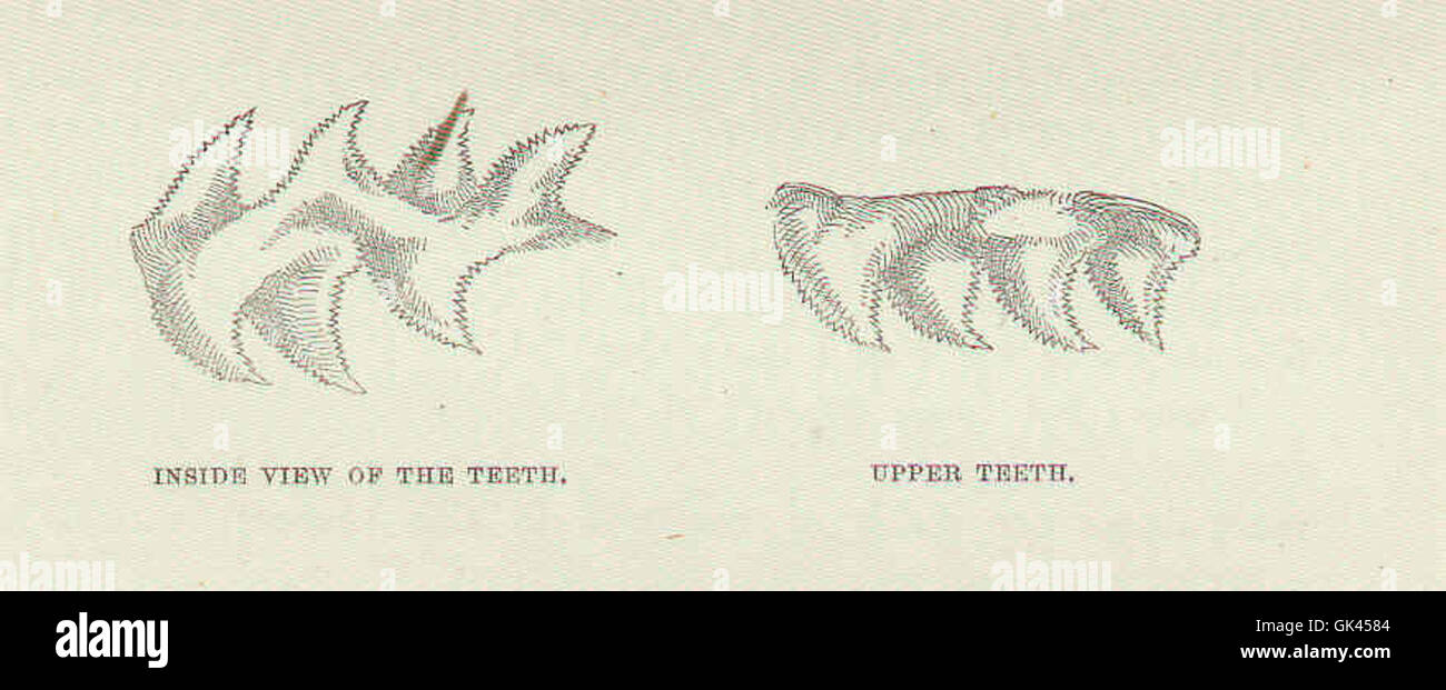 Blue shark prionace glauca teeth hi-res stock photography and images ...