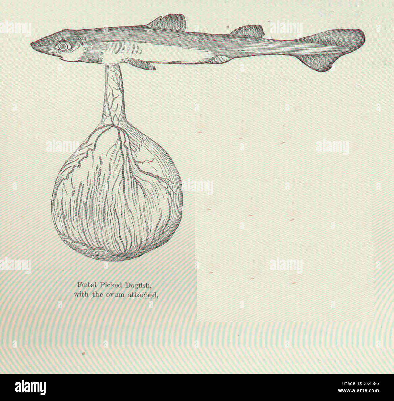 A foetal dogfish specimen with the ovum attached, demonstrating early ...