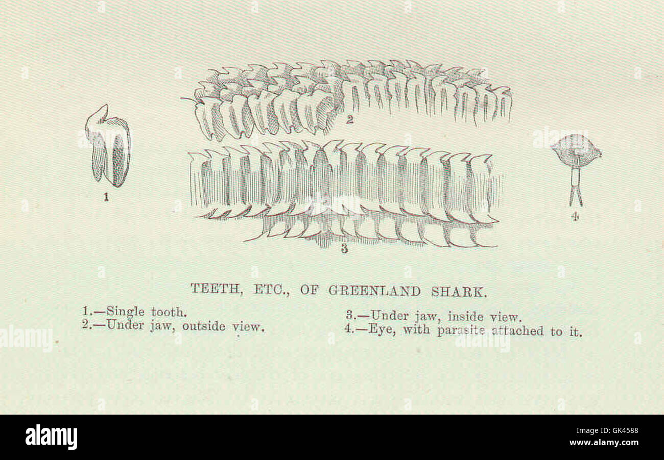 The Greenland shark (Somniosus microcephalus) is known for its large ...