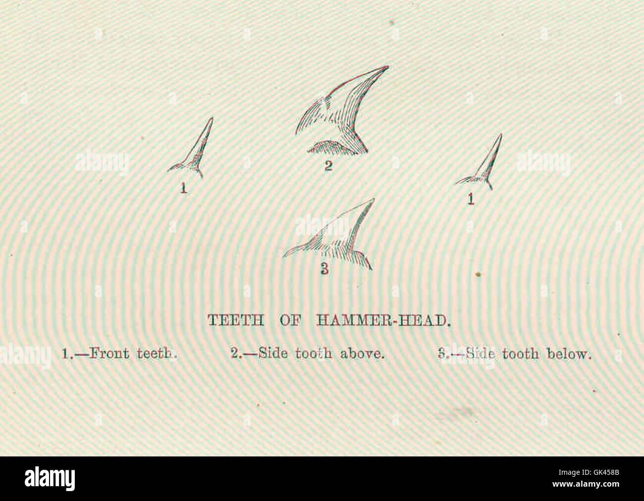 The teeth of a hammerhead shark, known for their unique shape, are ...