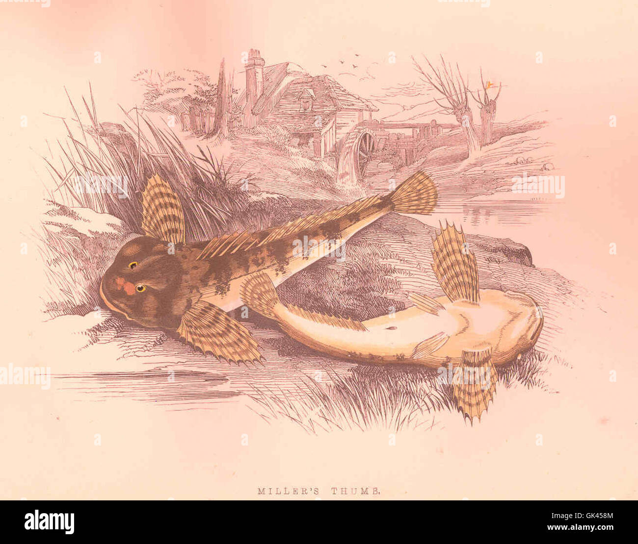 European bullhead fish cottus gobio hi-res stock photography and images ...