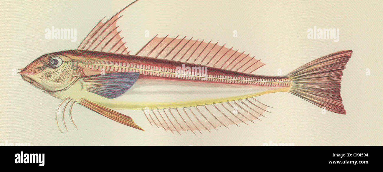 Lanthorn hi-res stock photography and images - Alamy