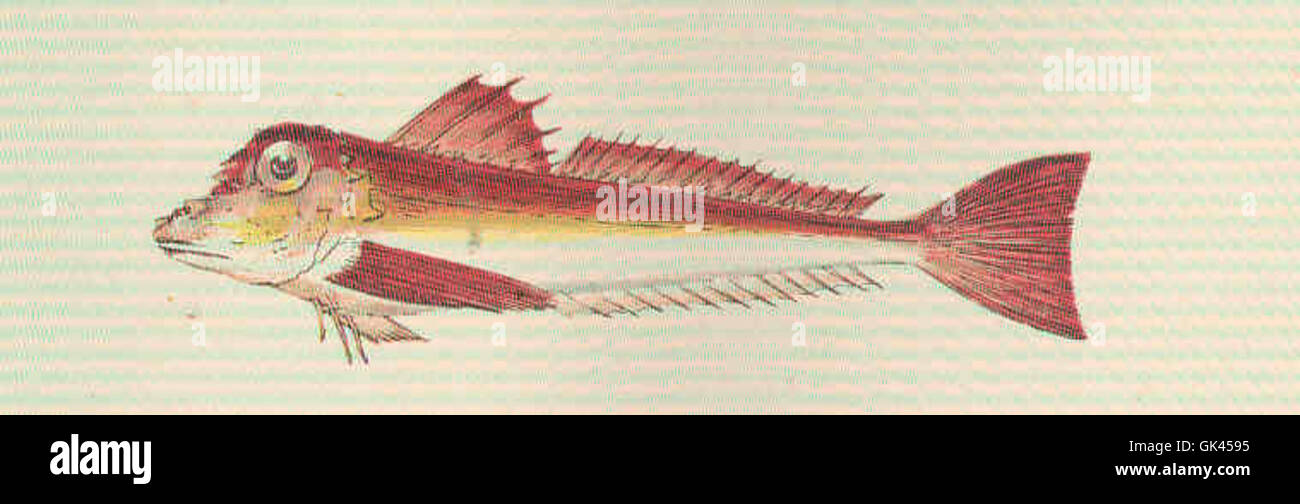 Little fins hi-res stock photography and images - Alamy